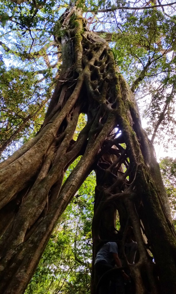 Monteverde du haut du ficus – Costa Rica #4 - La Valise à Fleurs, blog ...