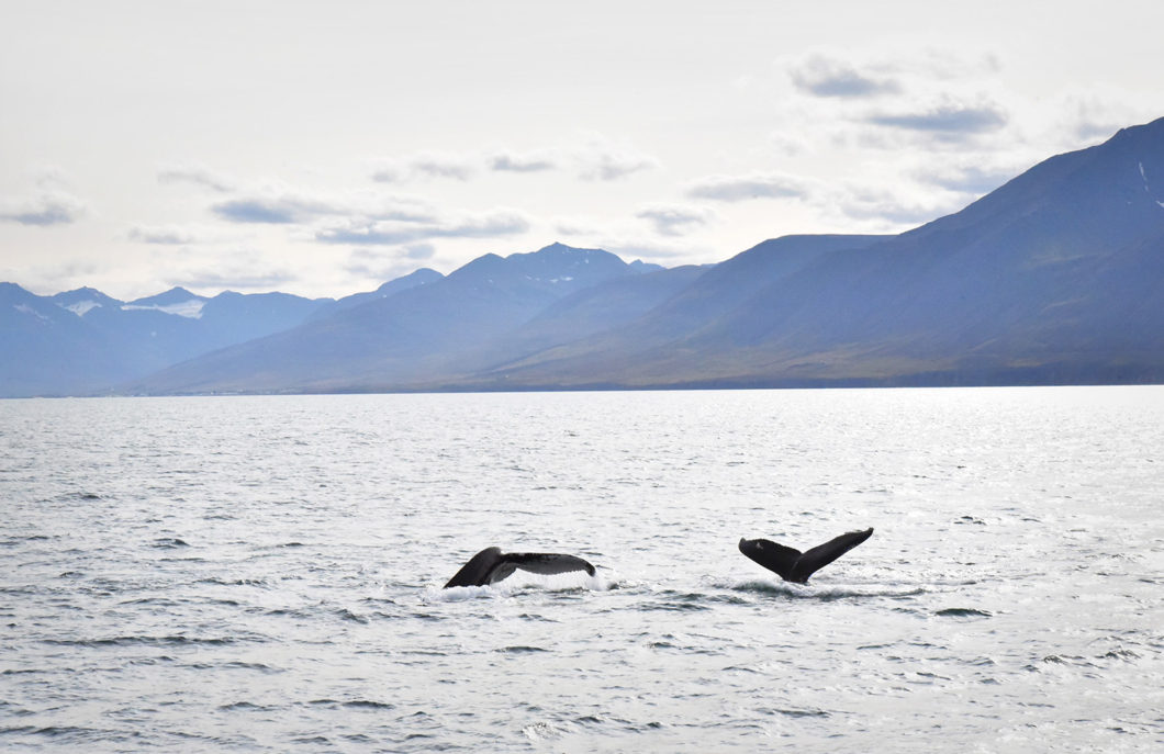 Rencontre avec les baleines en Islande – Road trip en Islande #10 - La ...