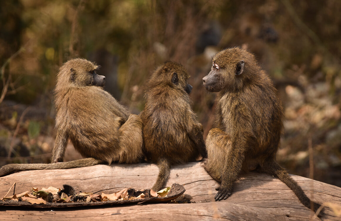 Parc National du Lac Manyara – Safari en Tanzanie #3 - La Valise à ...